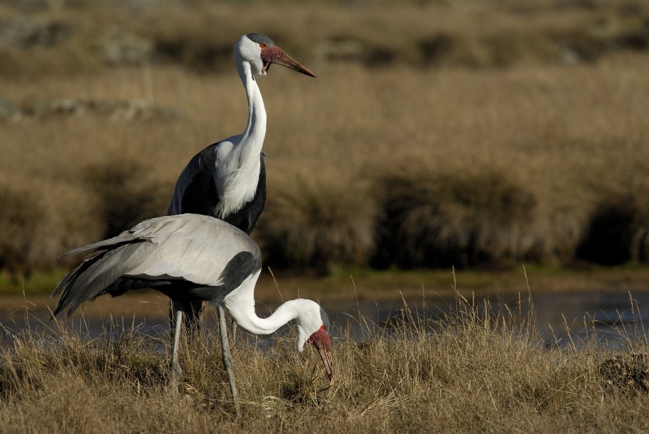 Birds | Bale Mountains National Park Ethiopia