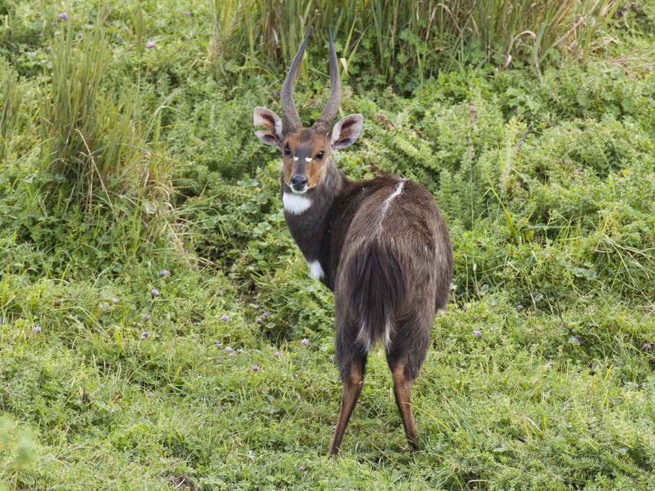 Menelik’s Bushbuck. Photo by Hakan Pohlstrand. | Bale Mountains ...