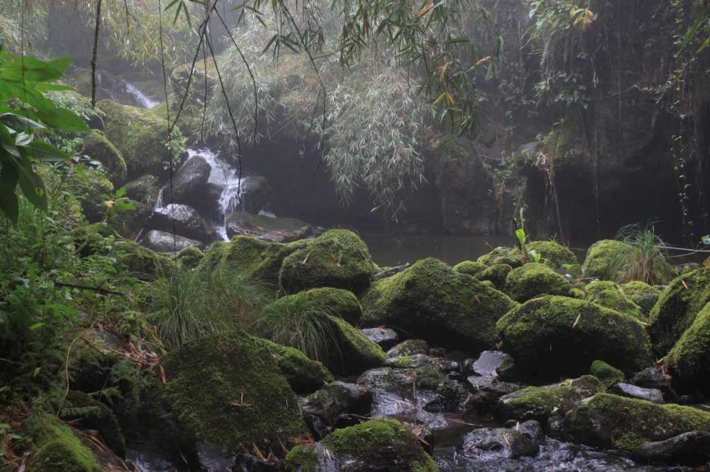 Harenna Bamboo and Waterfall Trail | Bale Mountains National Park Ethiopia