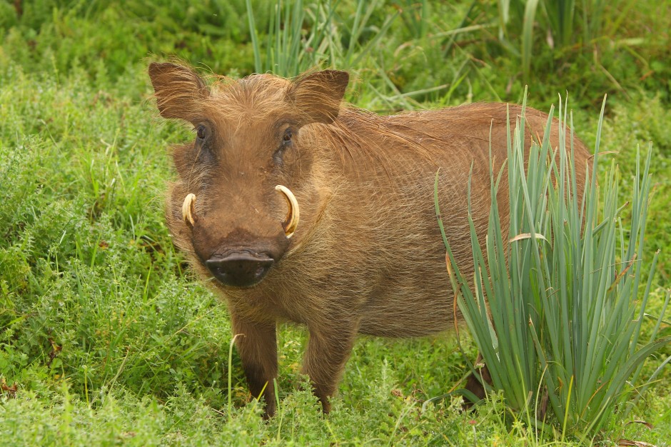 Photo Gallery | Bale Mountains National Park Ethiopia